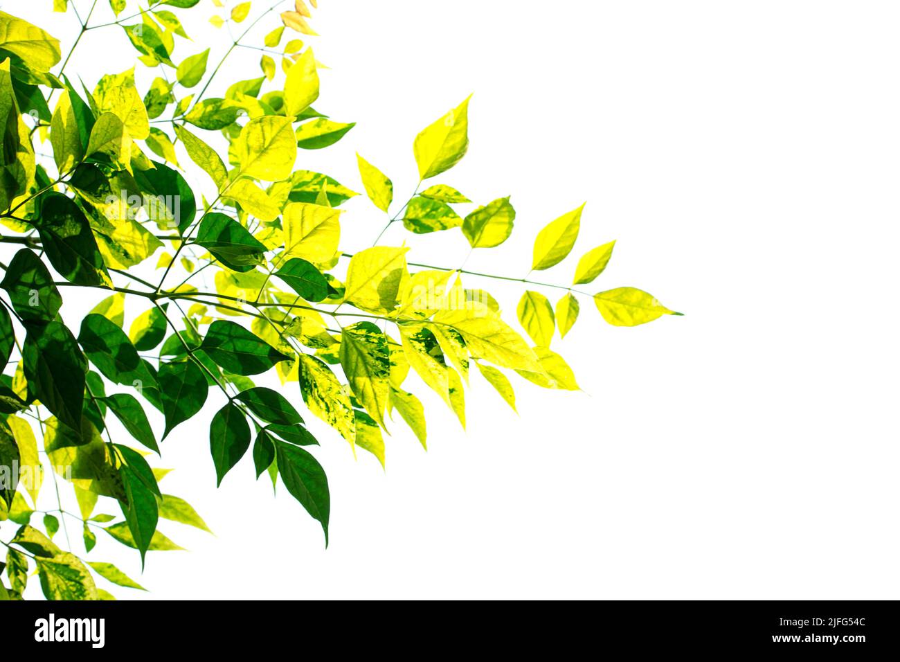 Green leaves isolated on white background with sun. Copy space for ...