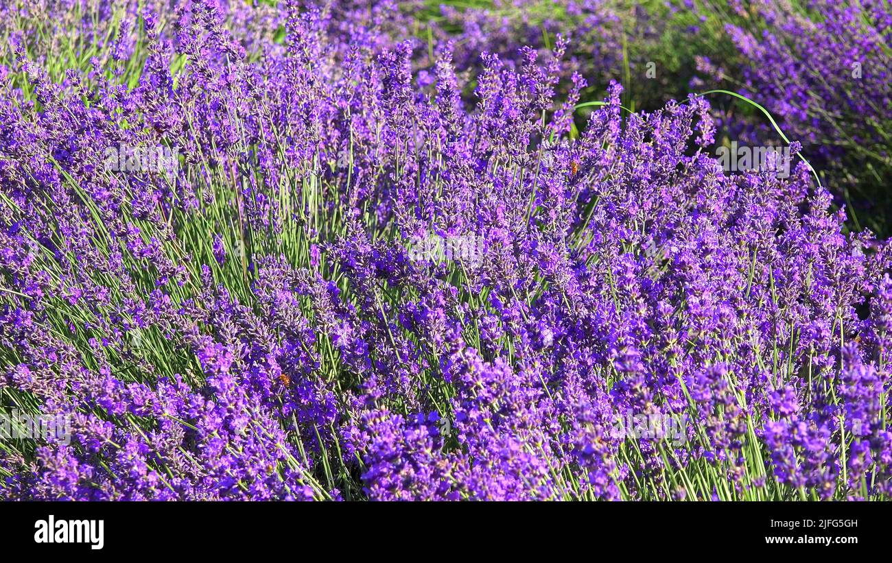 Monferrato lavender hi-res stock photography and images - Alamy