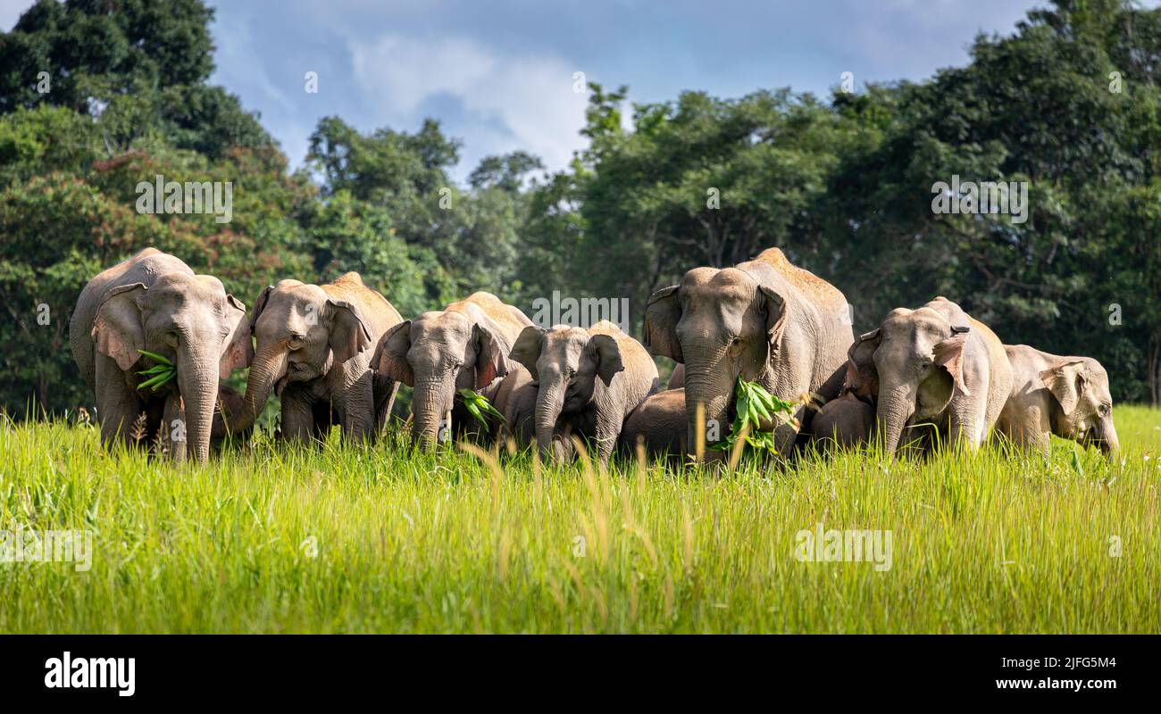 Wild elephant family eating small trees and bushes in green grass field ...