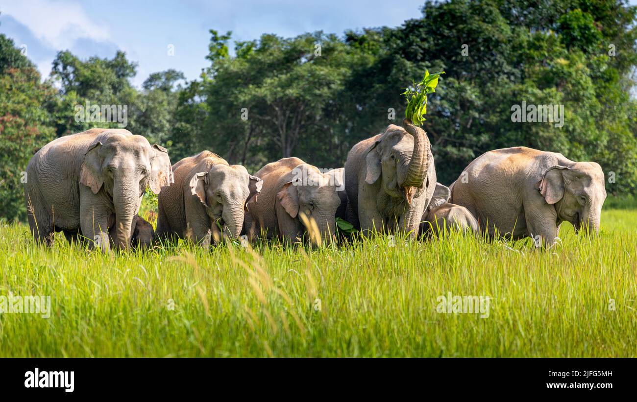 Wild elephant family eating small trees and bushes in green grass field ...