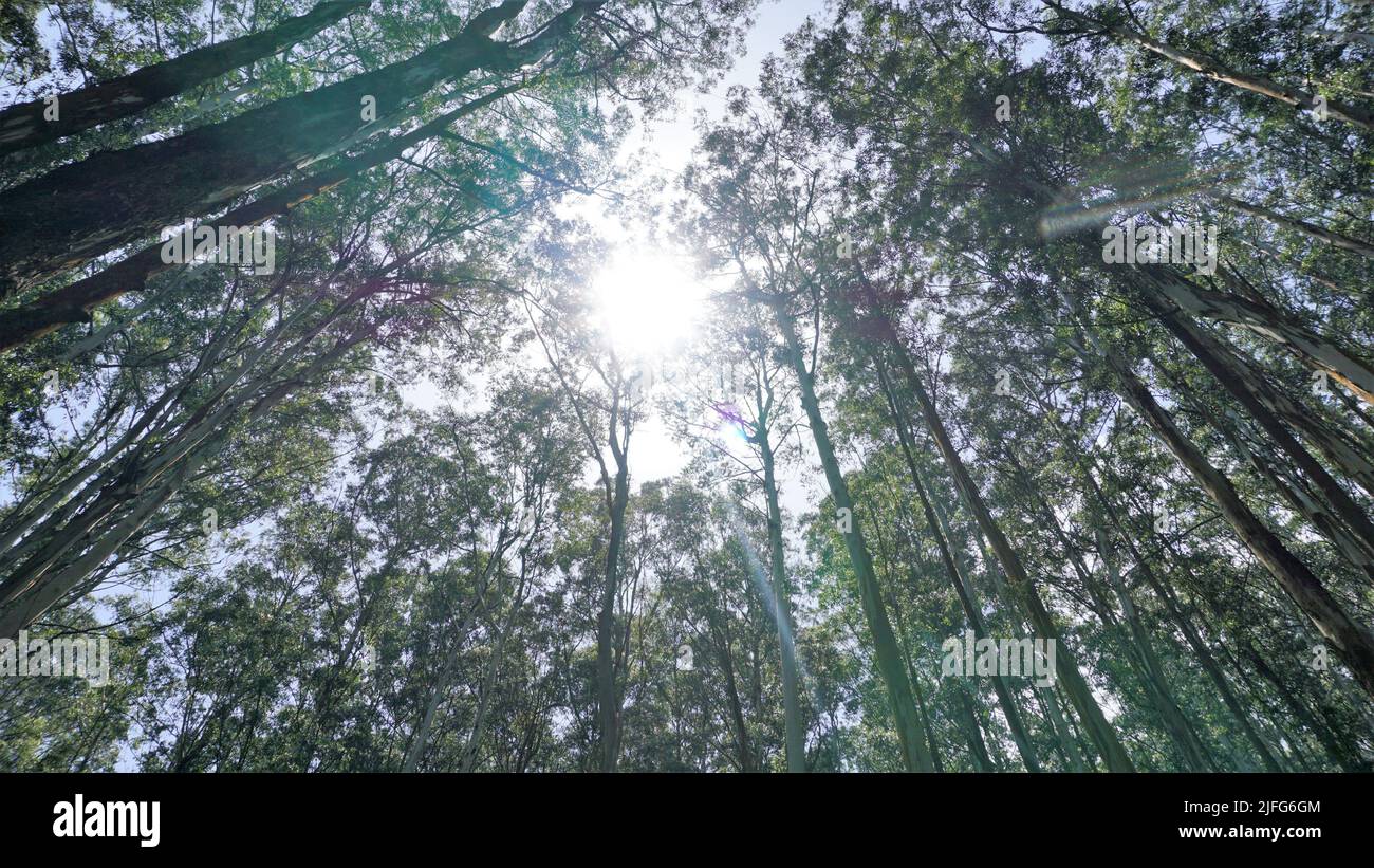 Ant trees hi-res stock photography and images - Alamy