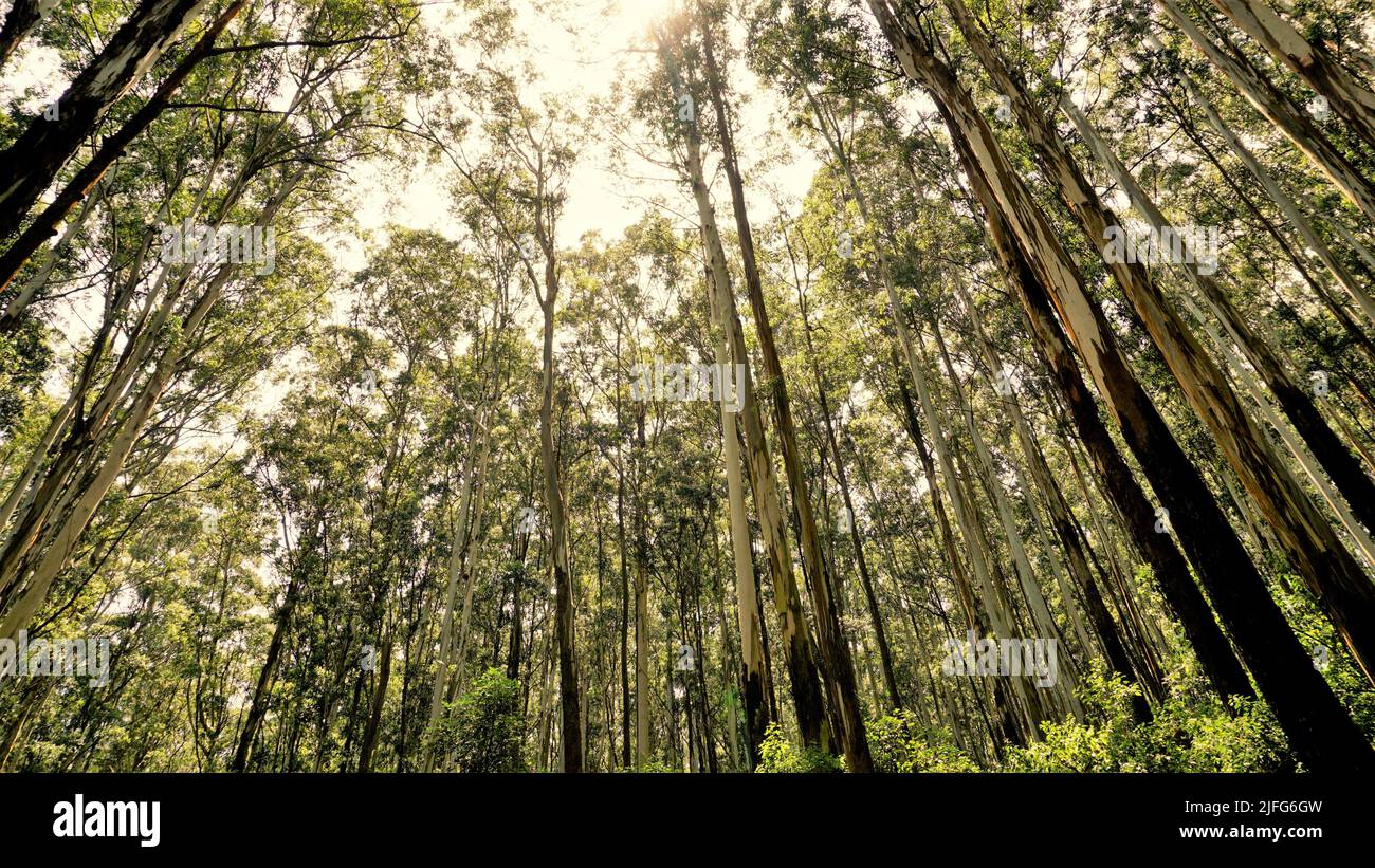 Canopy texture hi-res stock photography and images - Alamy