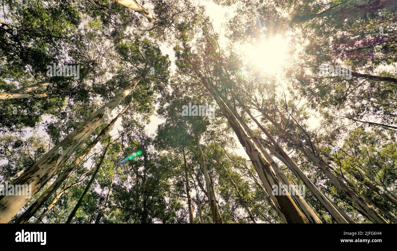 Beautiful ant view of Eucalyptus trees in forest and with bright ...