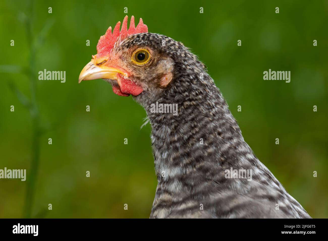 Head of chicken hen on a farm, major chicken diseases pose a great ...