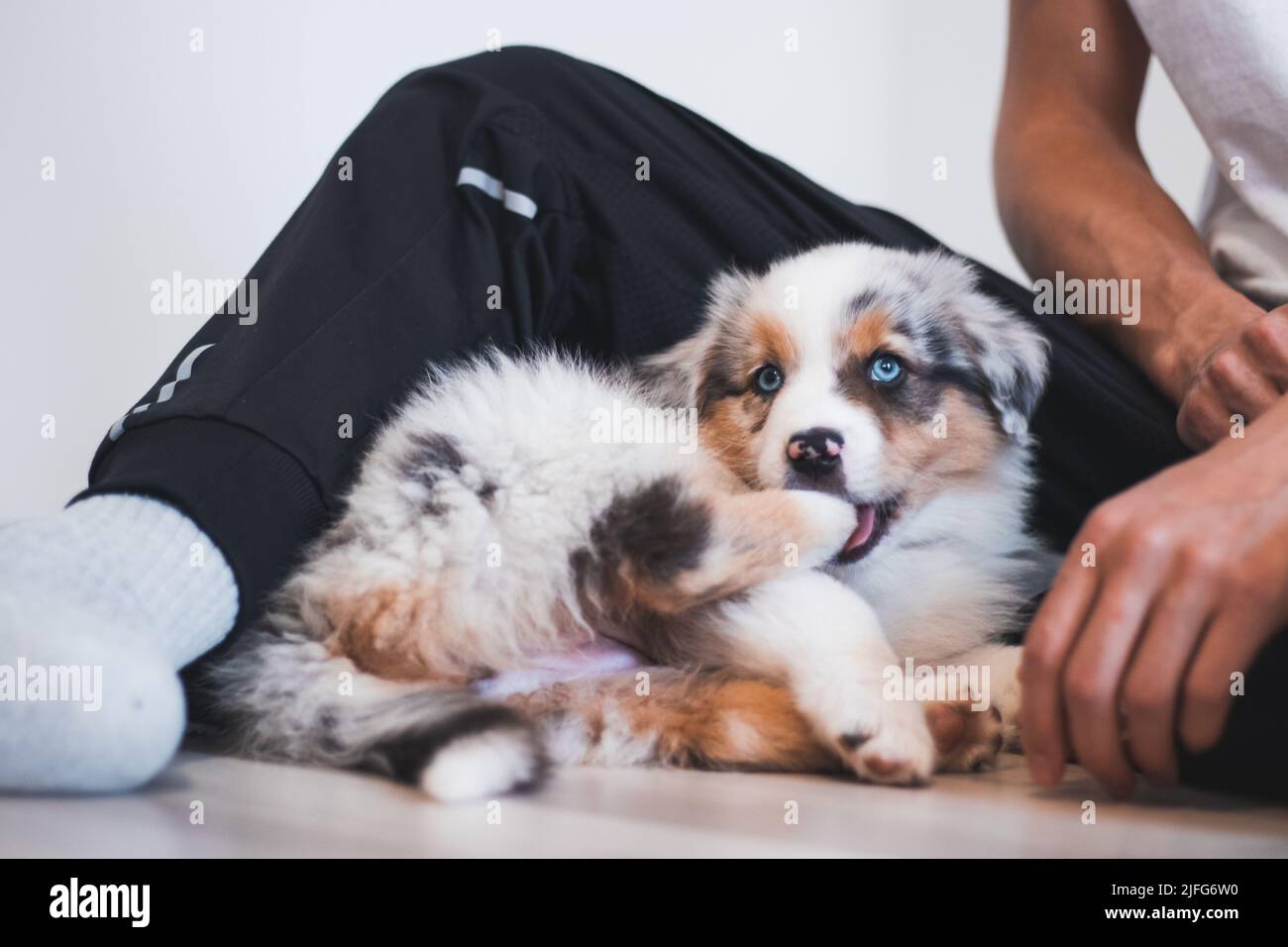 Tired Australian Shepherd puppy rests on her blanket and enjoys ...