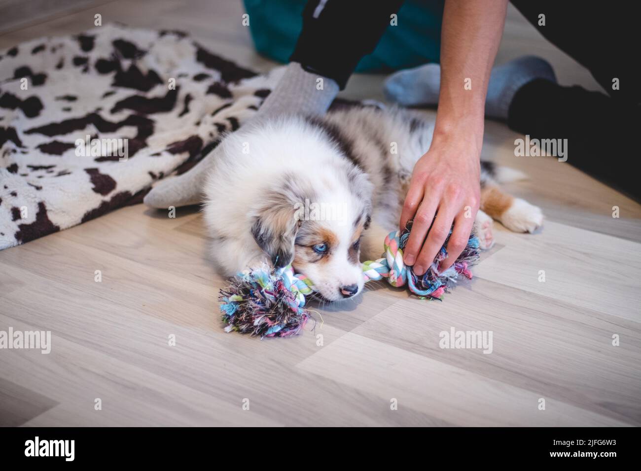 Tired Australian Shepherd puppy rests on her blanket and enjoys ...