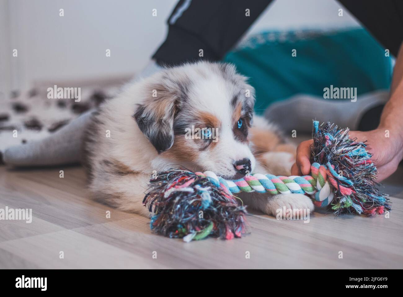 Tired Australian Shepherd puppy rests on her blanket and enjoys ...