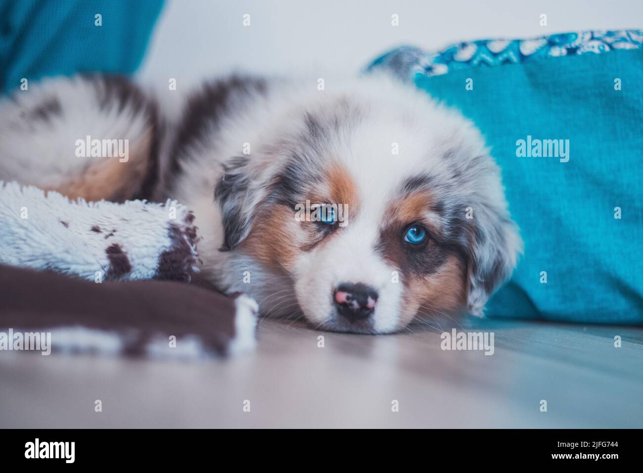 Tired Australian Shepherd puppy rests on her blanket and enjoys ...