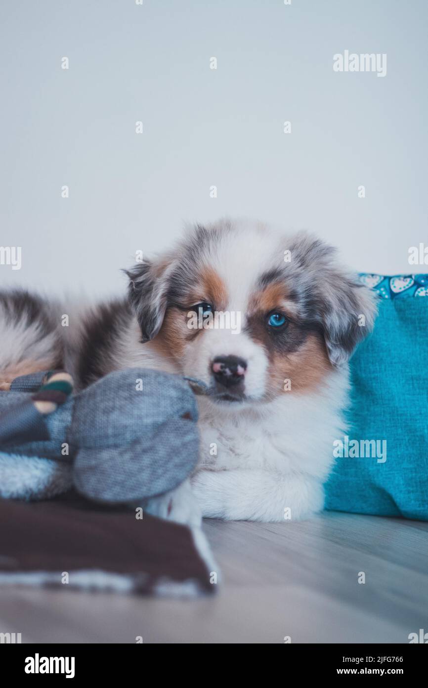 Tired Australian Shepherd puppy rests on her blanket and enjoys ...