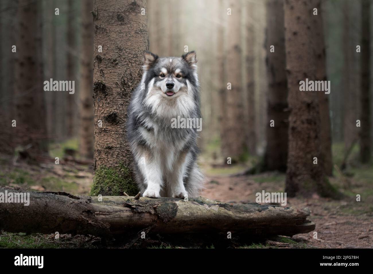 Portrait of a Finnish Lapphund dog outdoors in the forest or woods ...