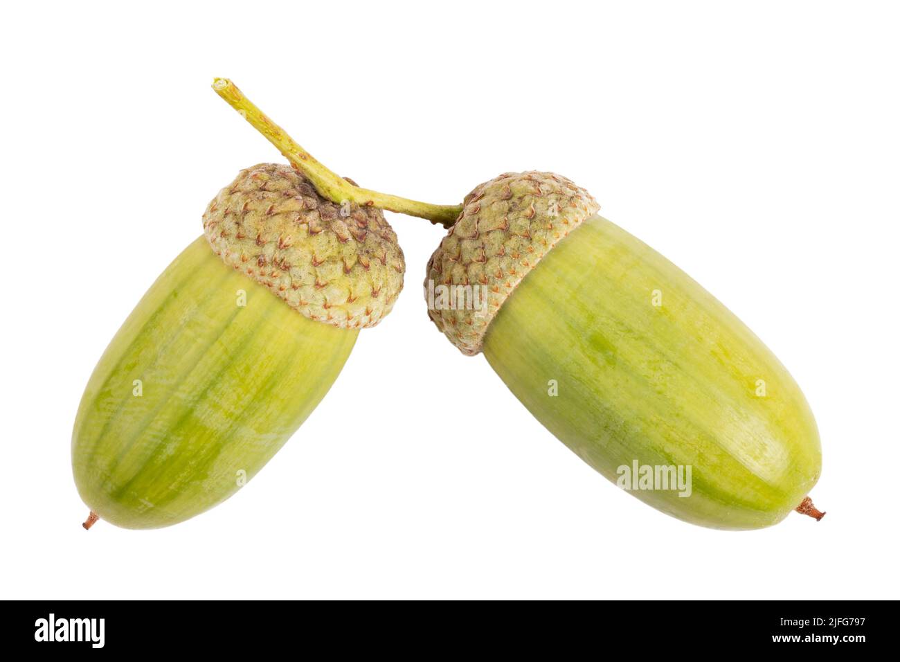 Beautiful acorns on white background. Oak nuts. File contains clipping ...