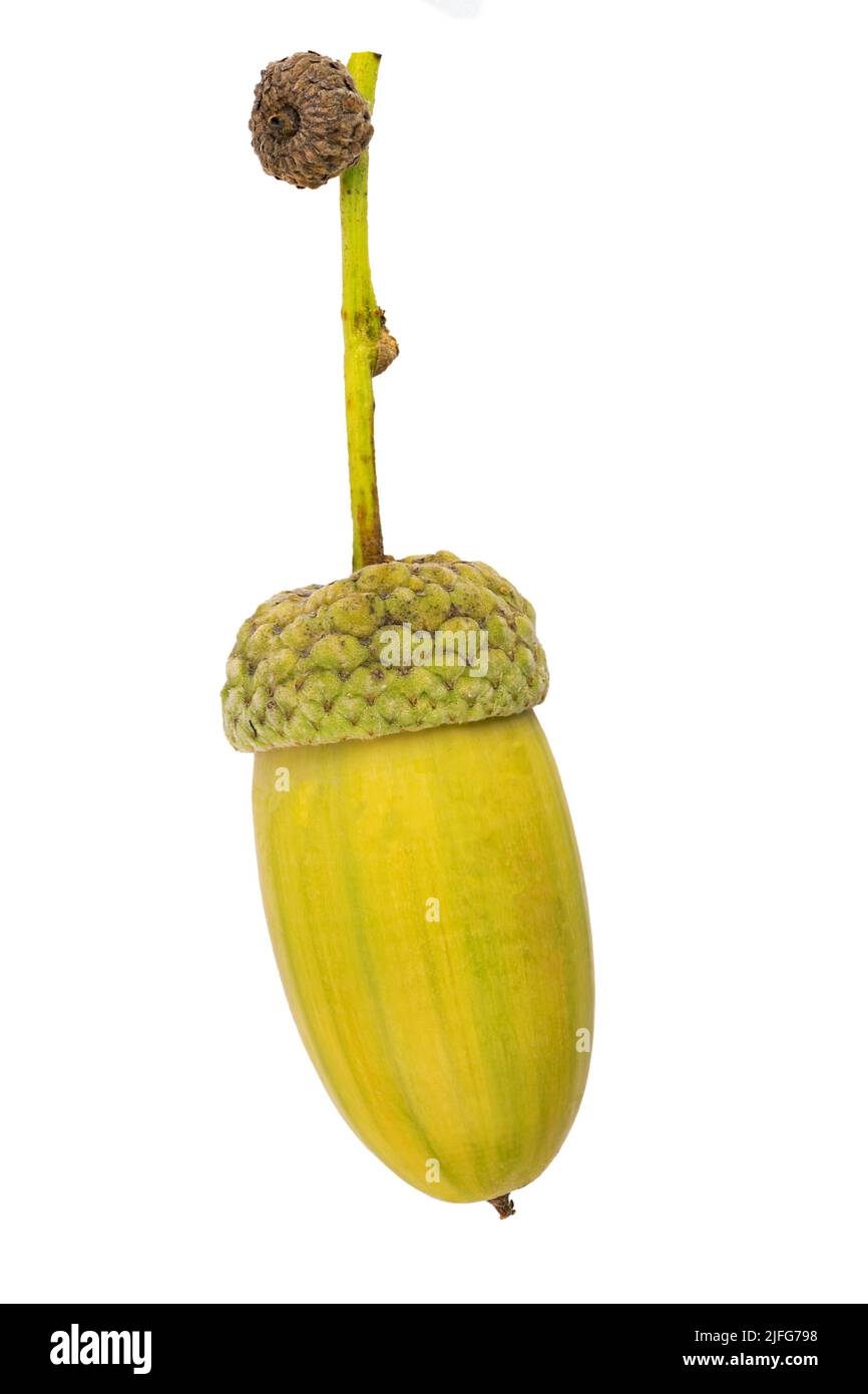 Beautiful acorns on white background. Oak nuts. File contains clipping ...