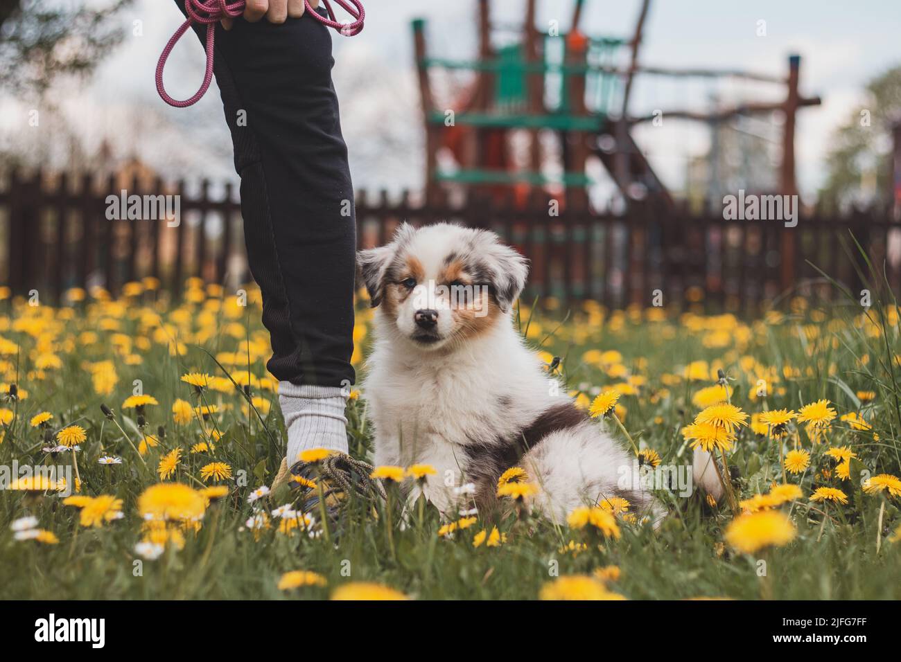 Australian Shepherd cub exploring the garden for the first time. Blue ...