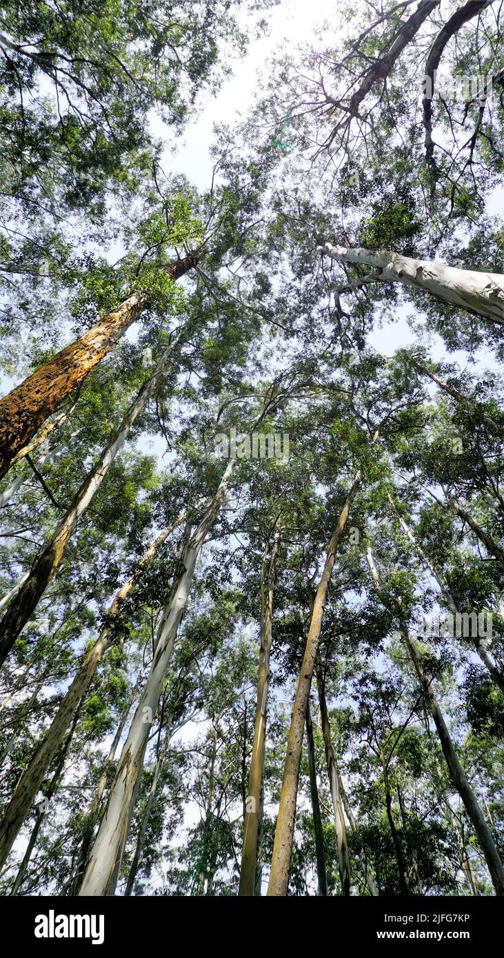 Ooty road trip hi-res stock photography and images - Alamy