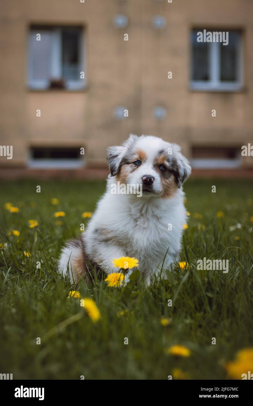 Australian Shepherd cub exploring the garden for the first time. Blue ...