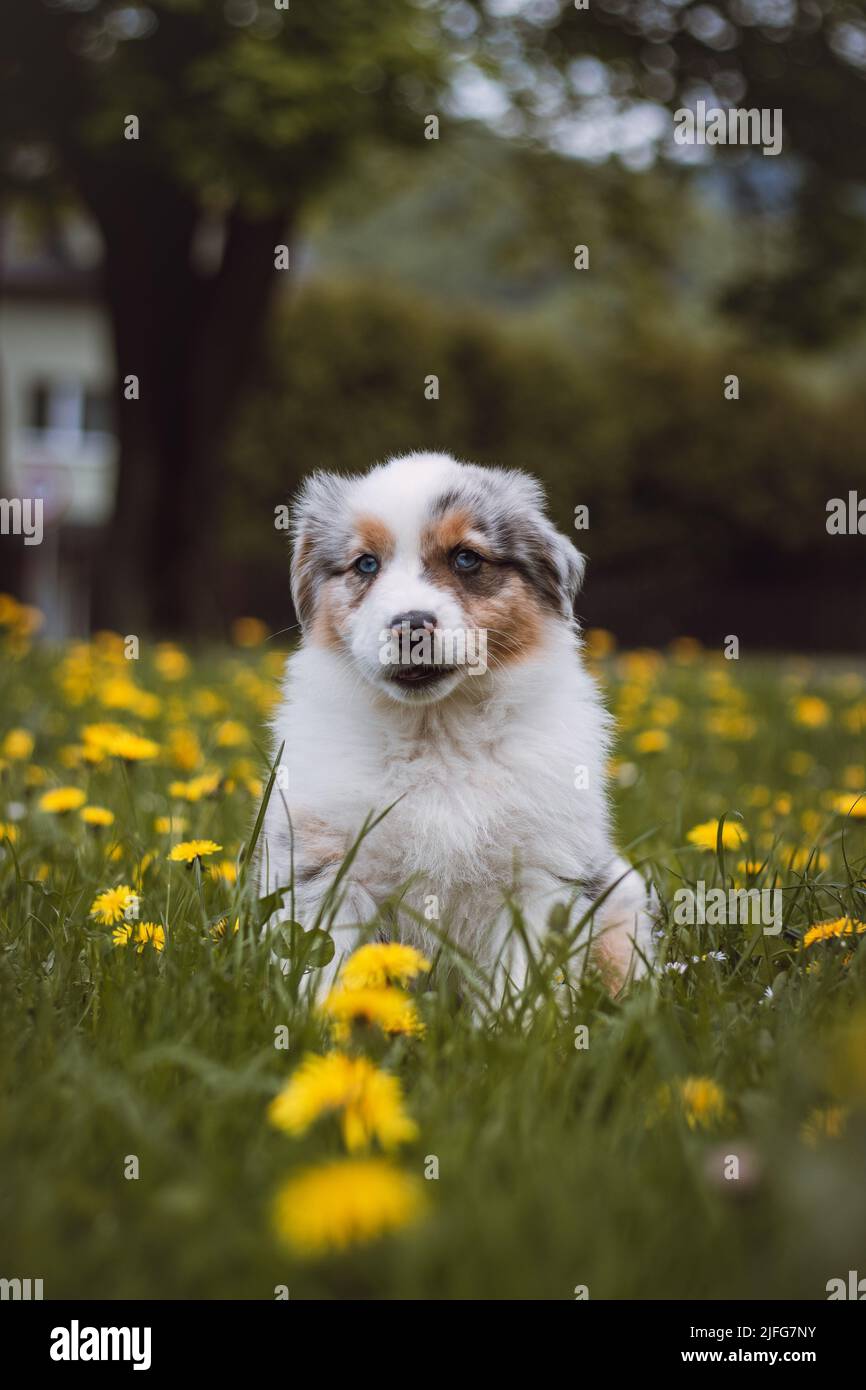 Australian Shepherd cub exploring the garden for the first time. Blue ...