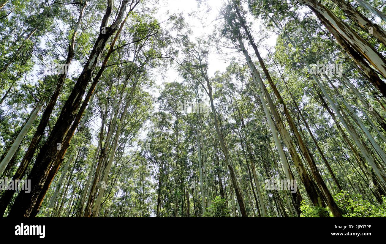 Ooty road trip hi-res stock photography and images - Alamy