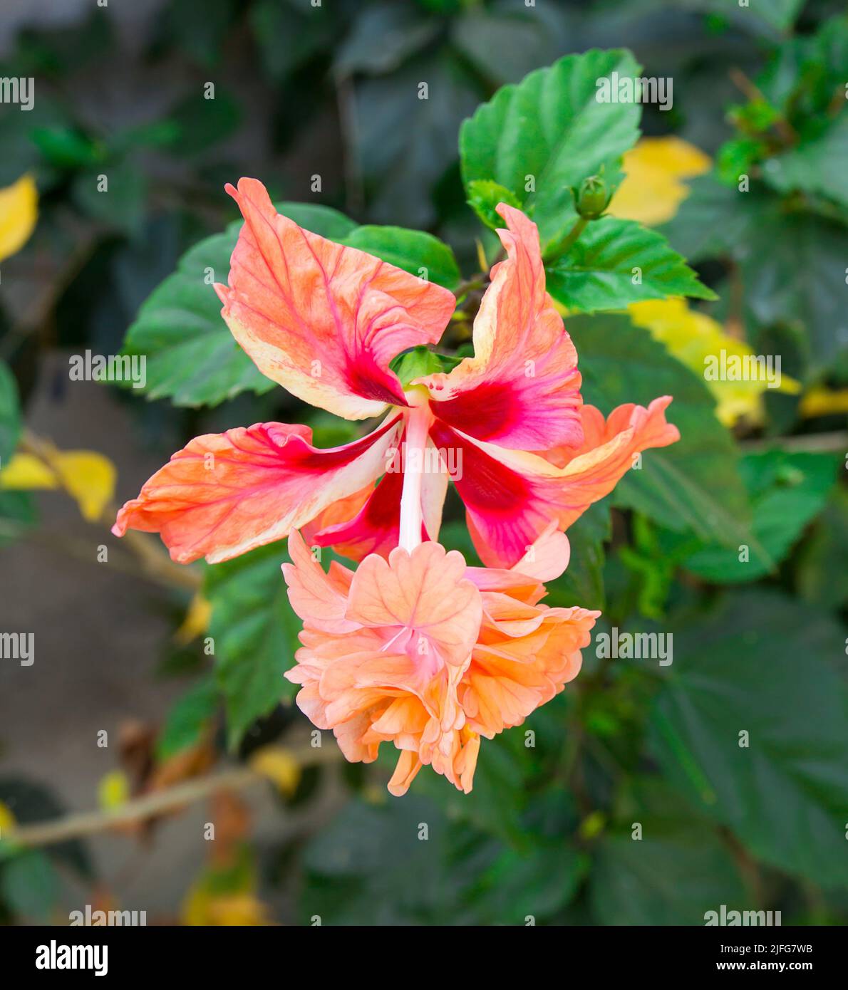 Indian hibiscus hi-res stock photography and images - Alamy