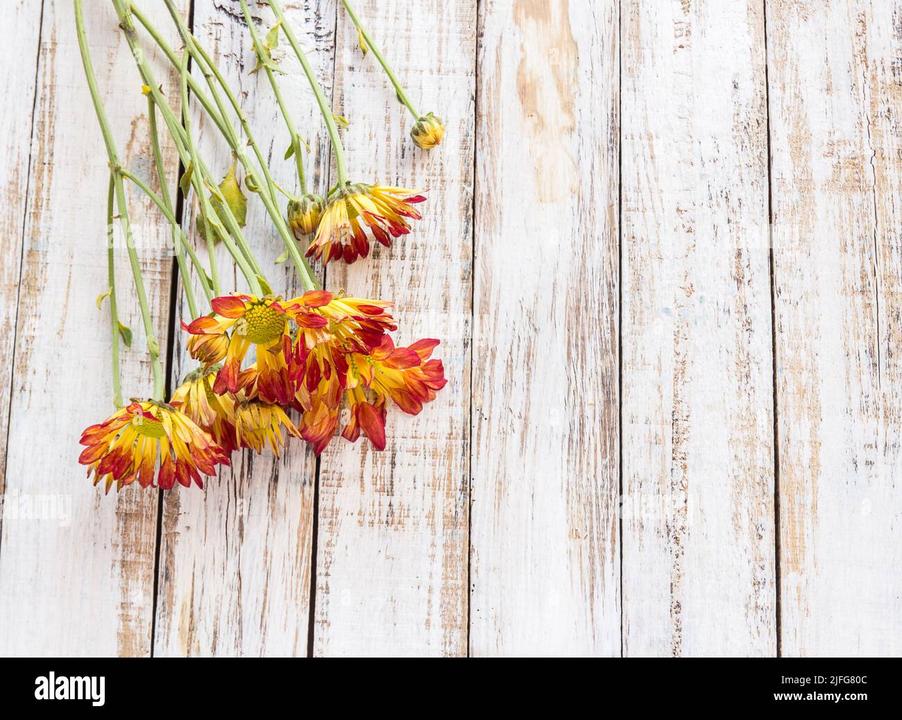 Fresh flowers on white wood table background Stock Photo - Alamy