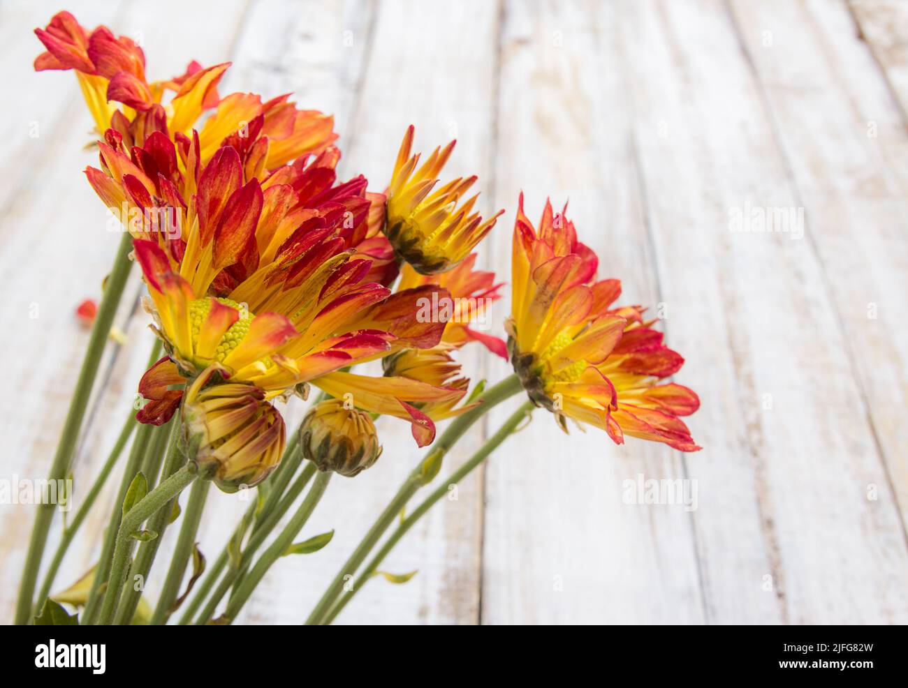 Fresh flowers with white wood table background Stock Photo - Alamy