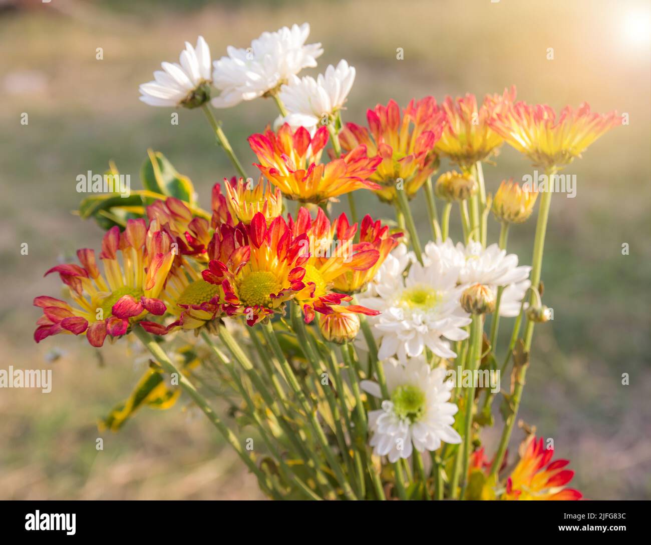 Fresh flowers in the garden with morning sunlight Stock Photo - Alamy