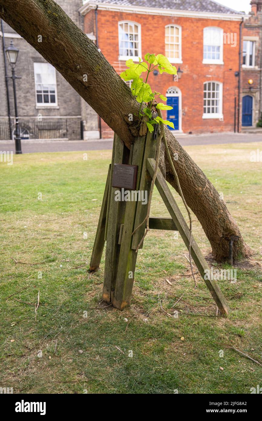 Tree falling over hi-res stock photography and images - Alamy