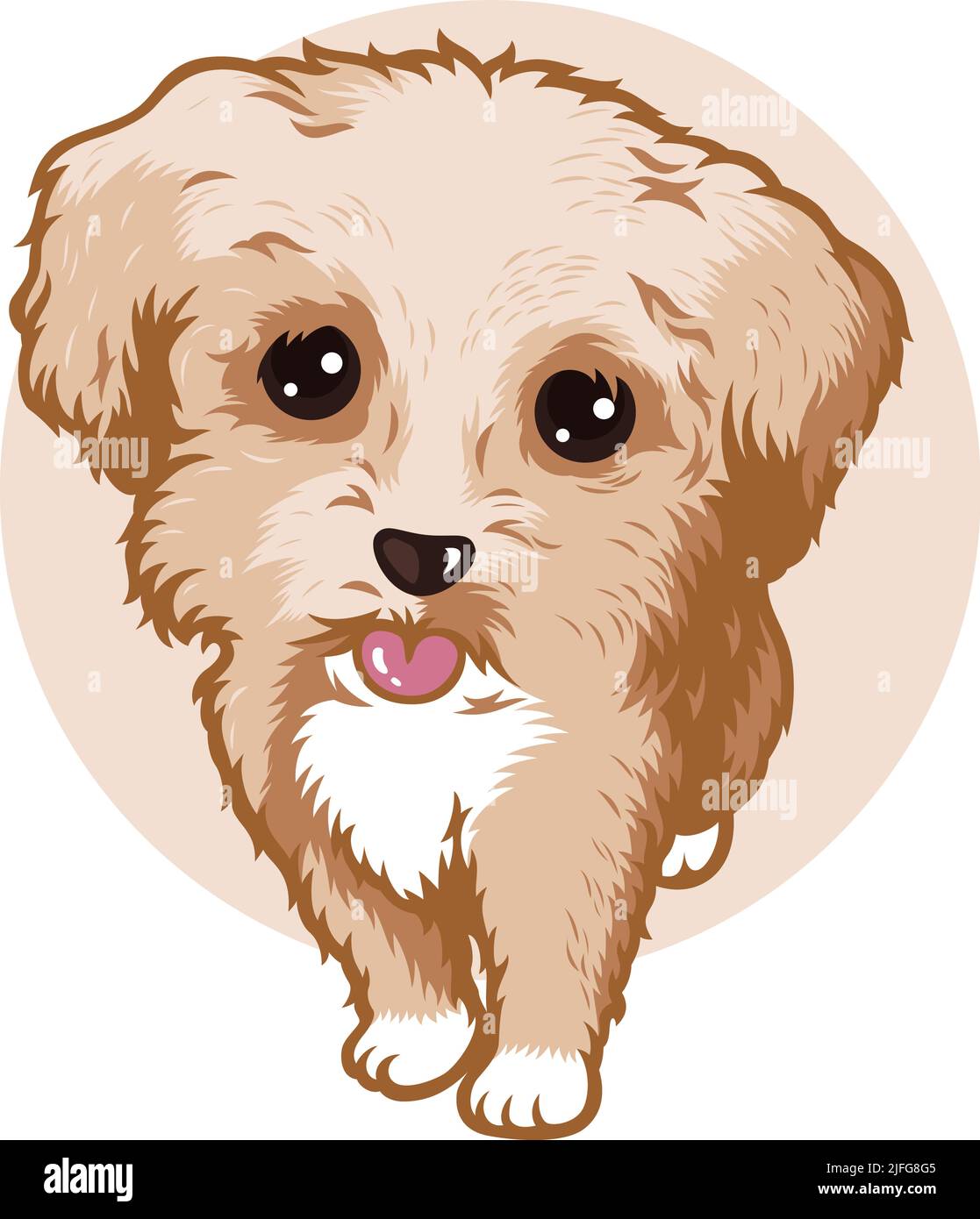 Maltipoo Maltese Poodle Dog Breed Peeking Peek-A-Boo Puppy Pup Pet ... Maltipoo Maltese Poodle Dog Breed Peeking Peek-A-Boo Puppy Pup Pet ...