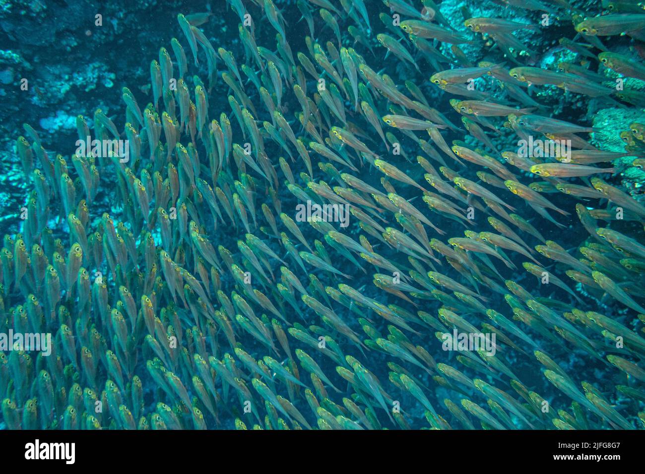 Schooling fish (poss Yellow Sweeper fish) in the Red Sea, Egypt Stock ...