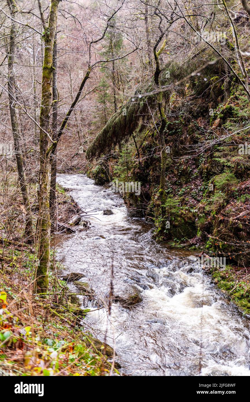 A small river flowing through the belgian ardennes on an early winter ...