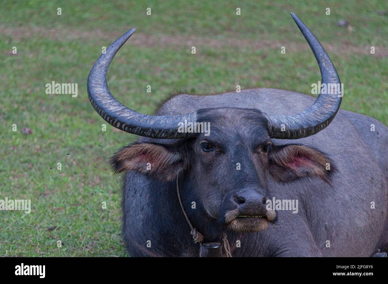 Backward curving horn hi-res stock photography and images - Alamy