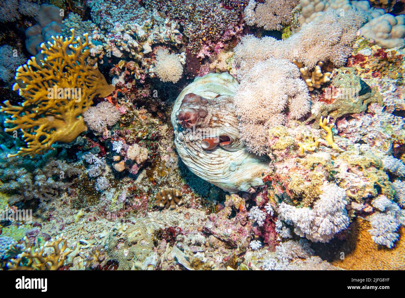 Octopus in the Red Sea, Egypt Stock Photo - Alamy
