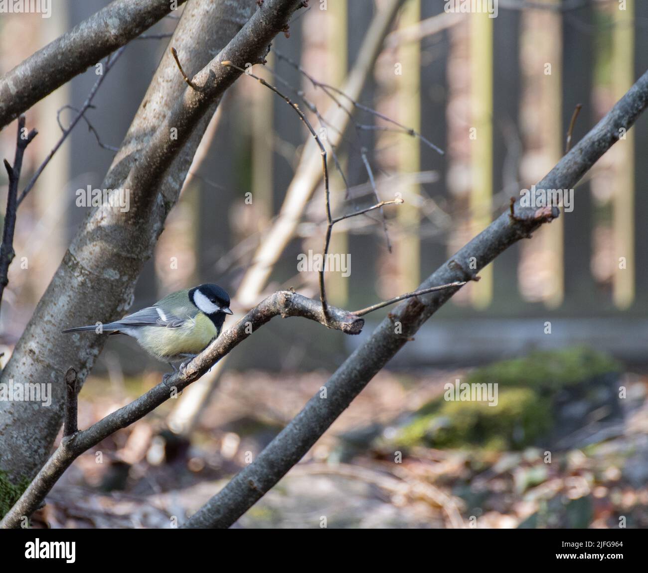 Bird during spring season in the backyard Stock Photo - Alamy