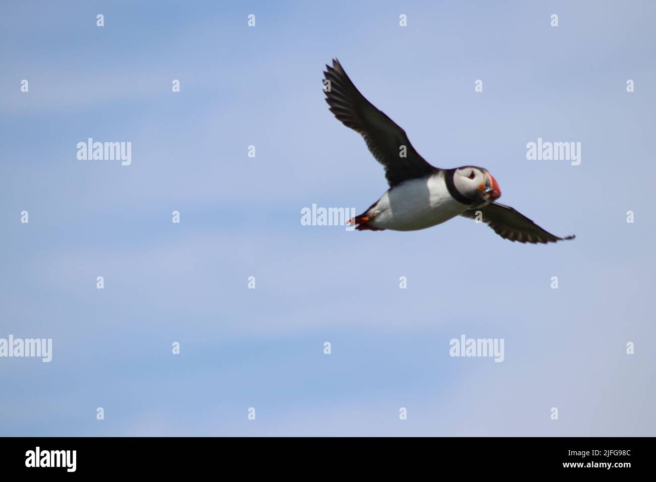 Puffin flying over Isle of May Stock Photo - Alamy