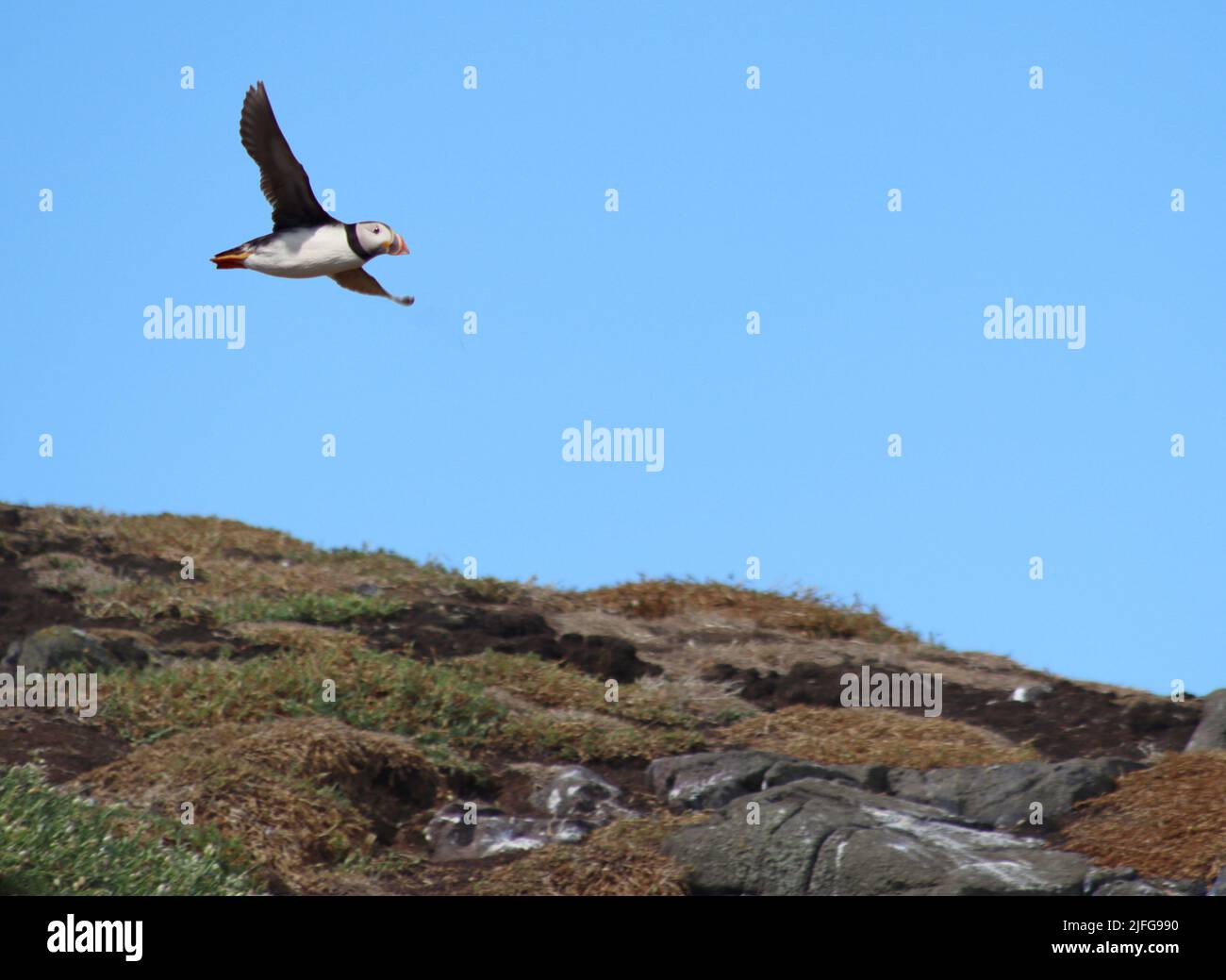 Puffin flying over Isle of May Stock Photo - Alamy