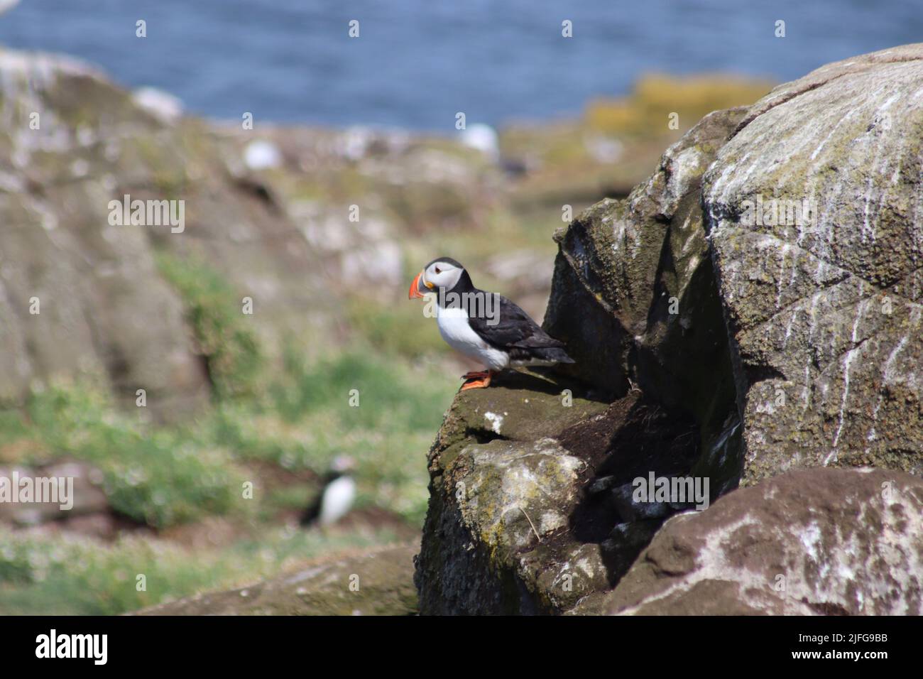 Puffin on cliffs Stock Photo - Alamy