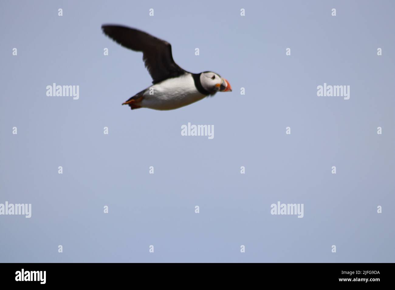 Puffins over water hi-res stock photography and images - Alamy