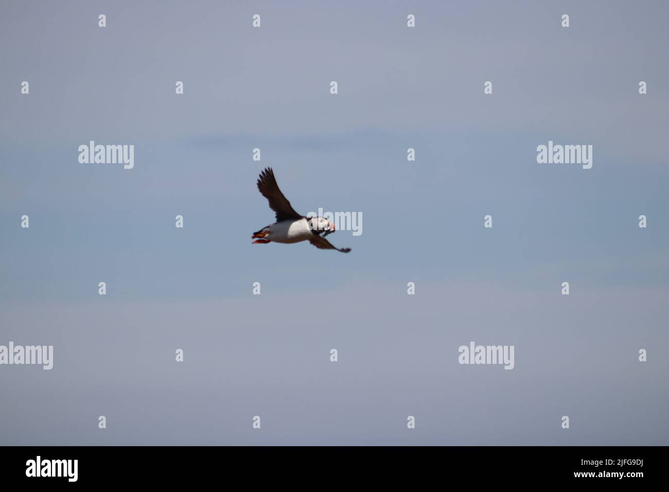 Puffin flying over Isle of May Stock Photo - Alamy