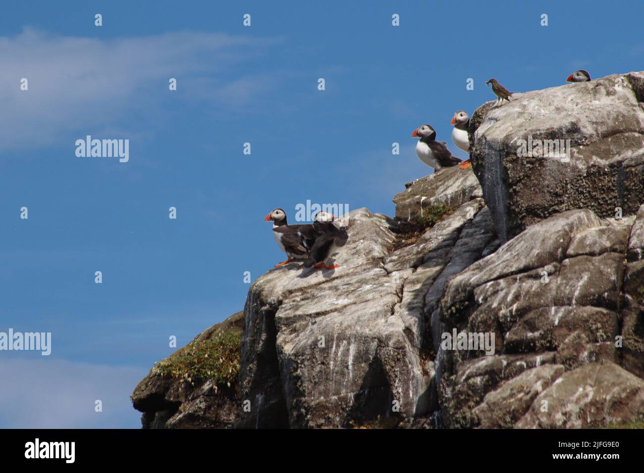Puffins on cliffs Stock Photo - Alamy