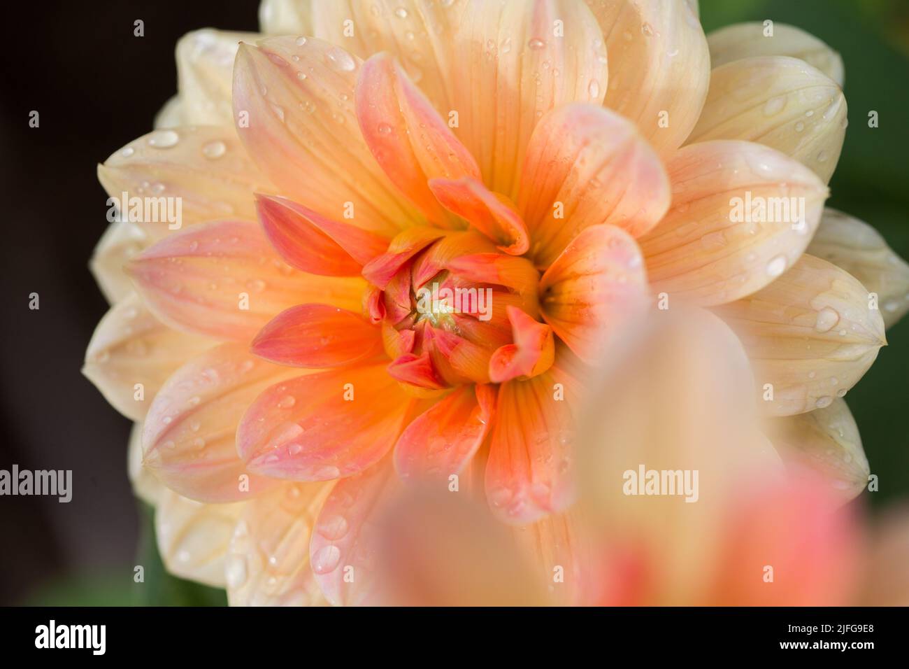 A closeup shot of a delicate dahlia flower with dew drops Stock Photo ...