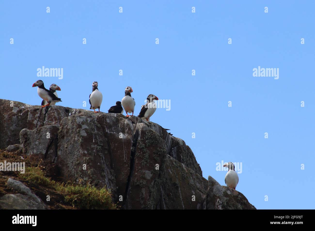 Puffin on clifftops hi-res stock photography and images - Alamy