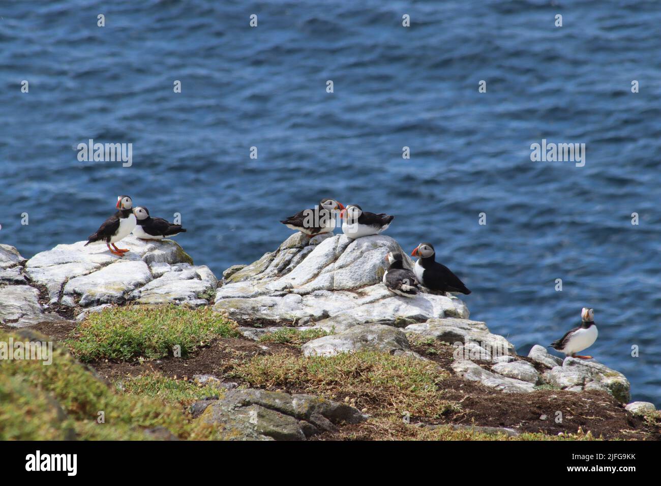 Puffins on clifftops on Isle of May Stock Photo - Alamy