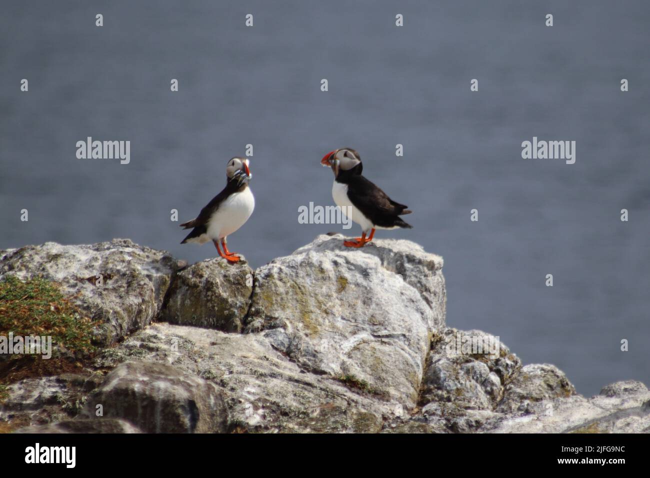 Puffins on clifftops on Isle of May Stock Photo - Alamy