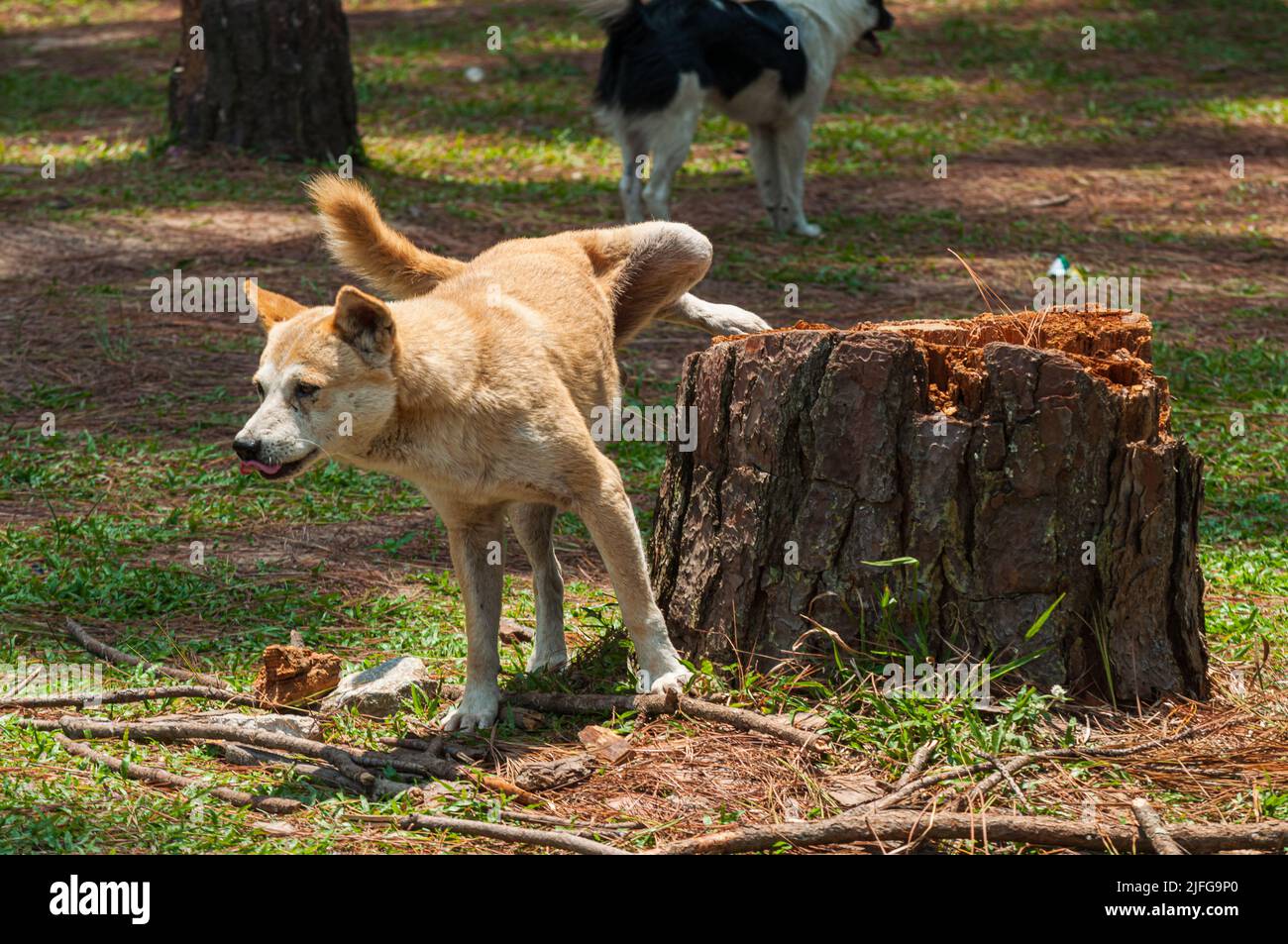 A cute puppy peeing on a tree stump in a park in daylight Stock Photo ...