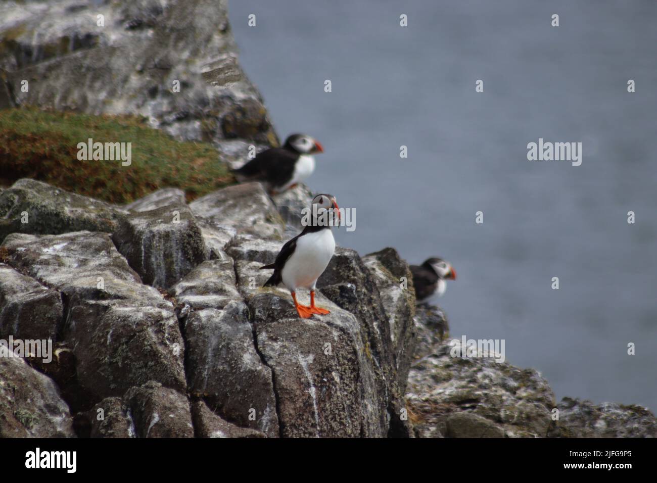 Puffins on clifftops on Isle of May Stock Photo - Alamy