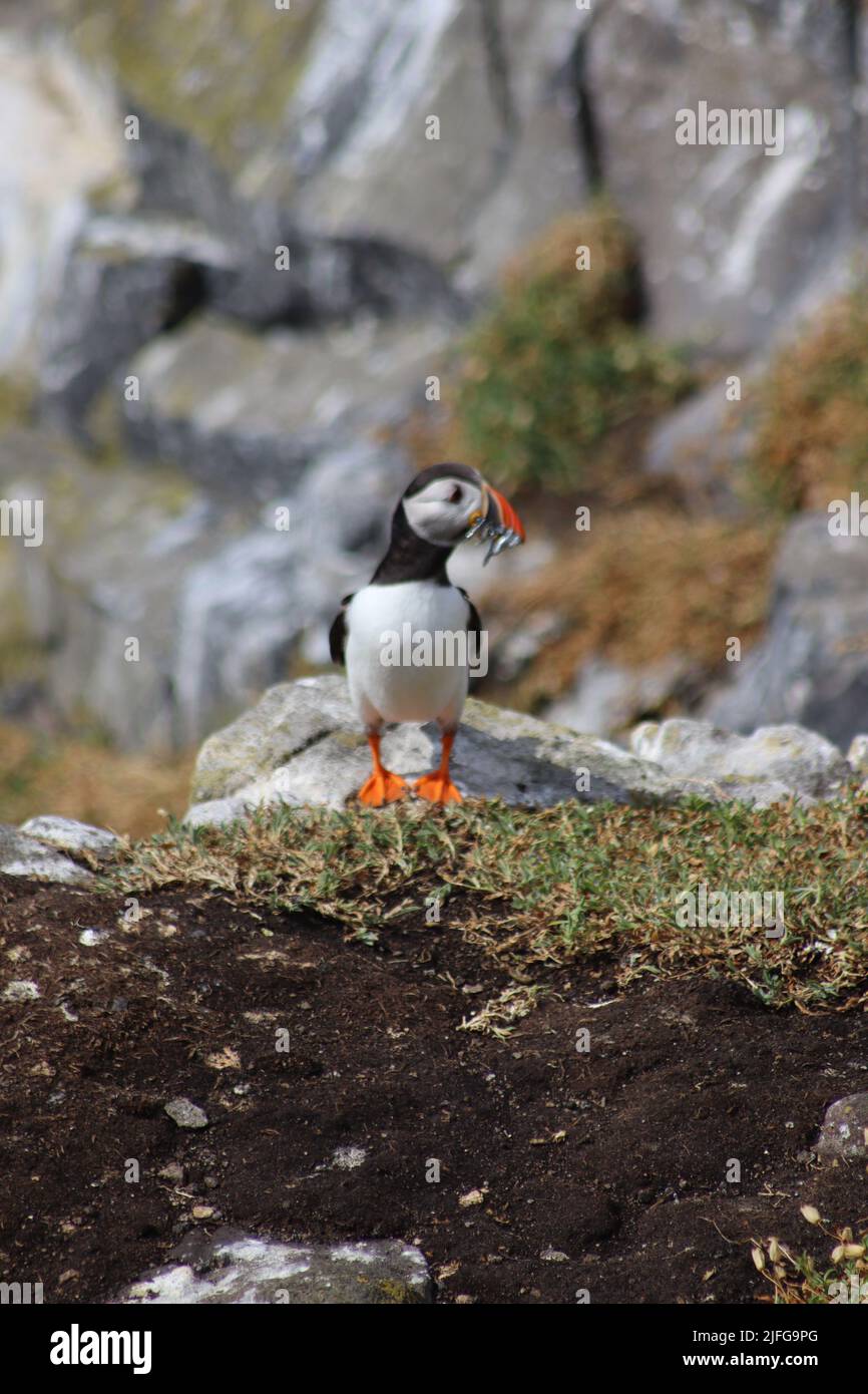 Puffin in close up on Isle of May Stock Photo - Alamy
