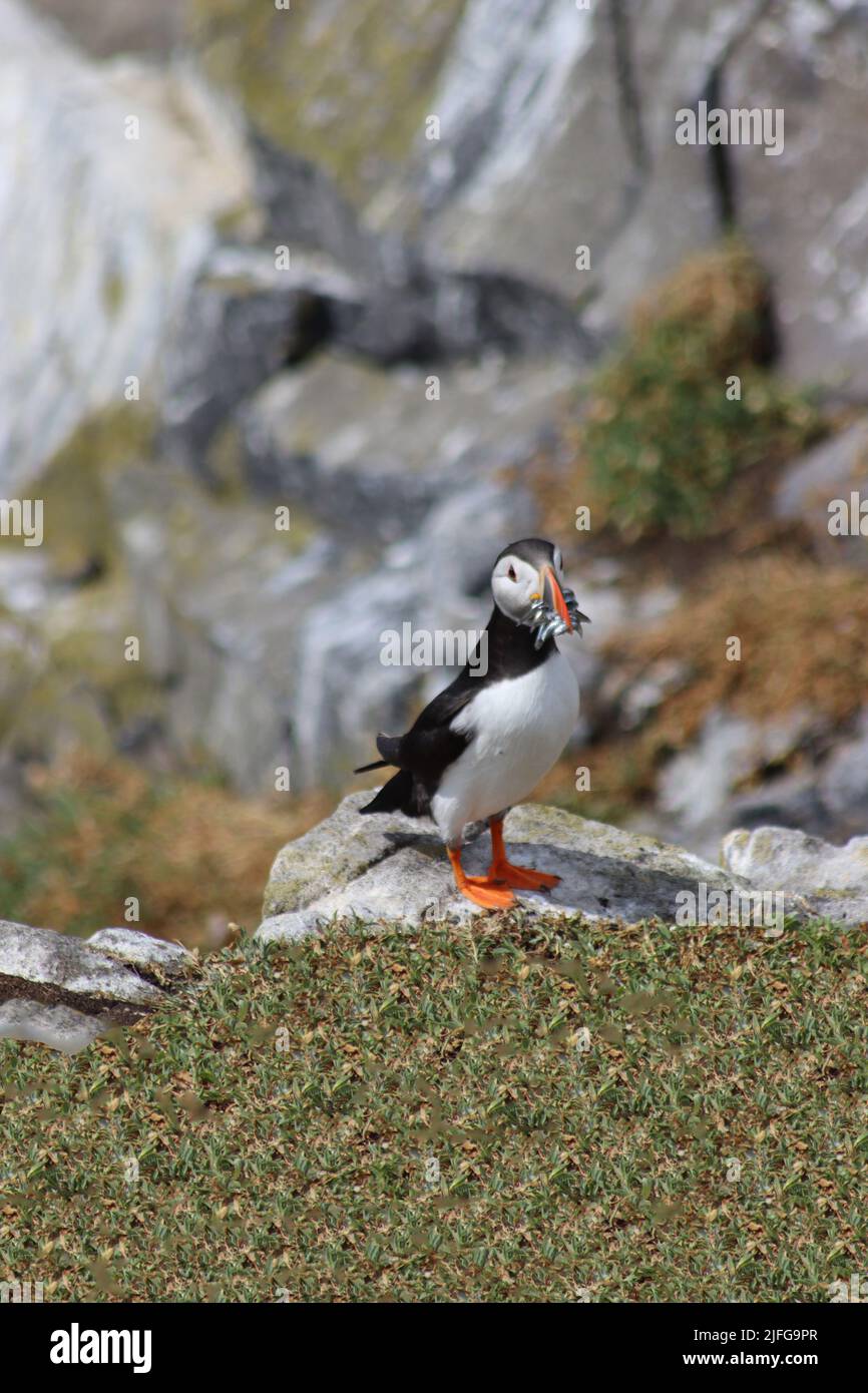 Puffin in close up on Isle of May Stock Photo - Alamy