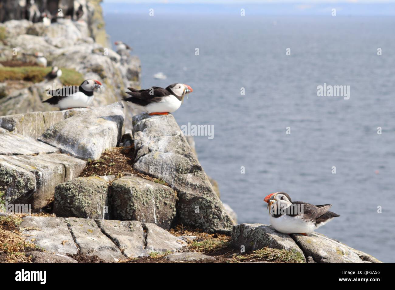 Puffins on clifftops on Isle of May Stock Photo - Alamy