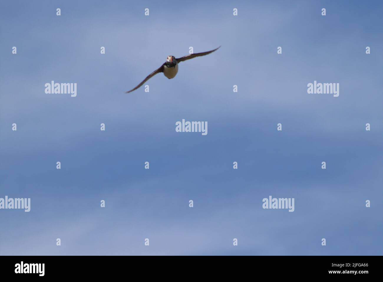 Puffin flying in blue sky Stock Photo - Alamy