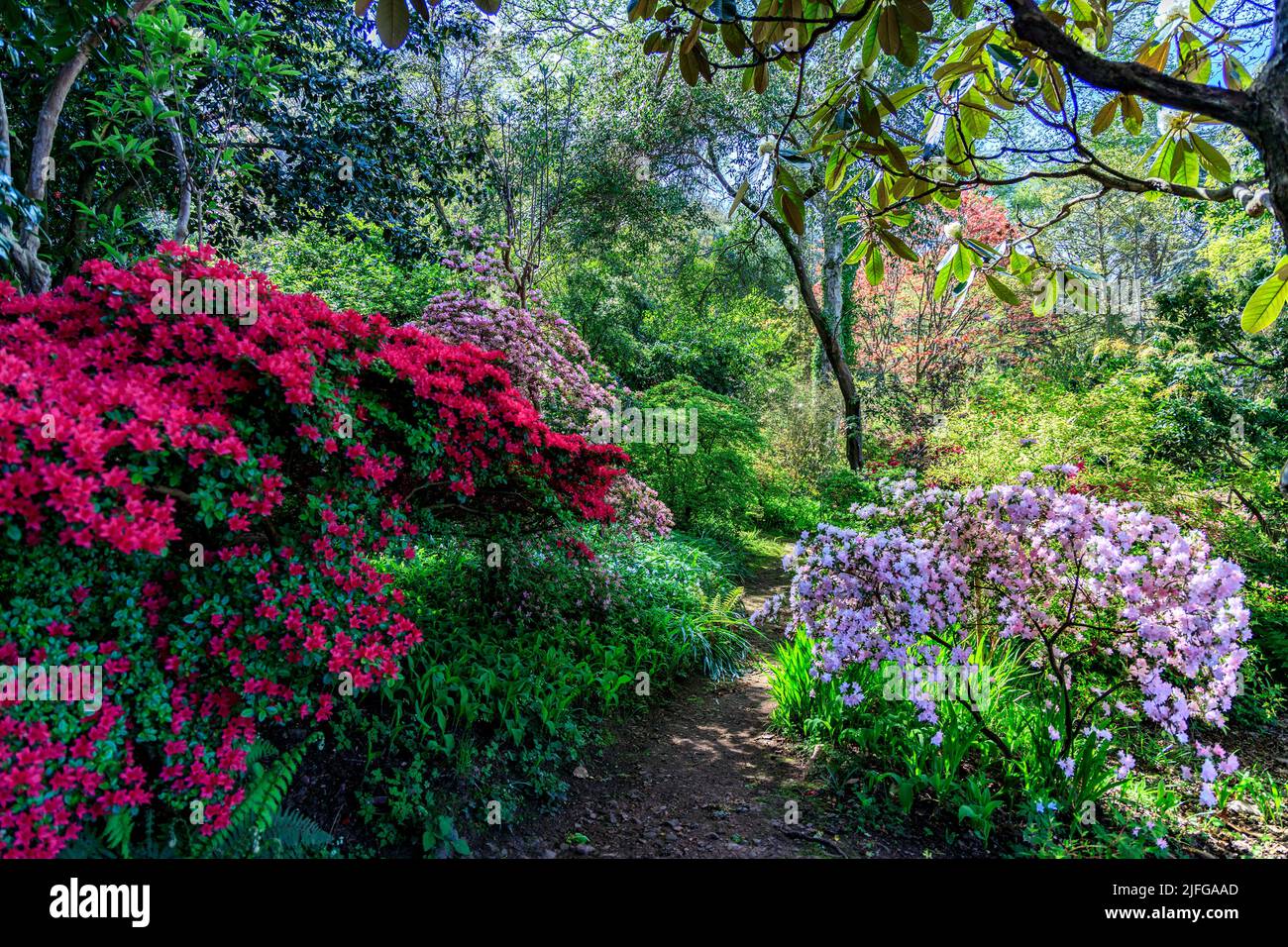 Colourful rhododendrons, camellias and azaleas in full spring bloom in ...