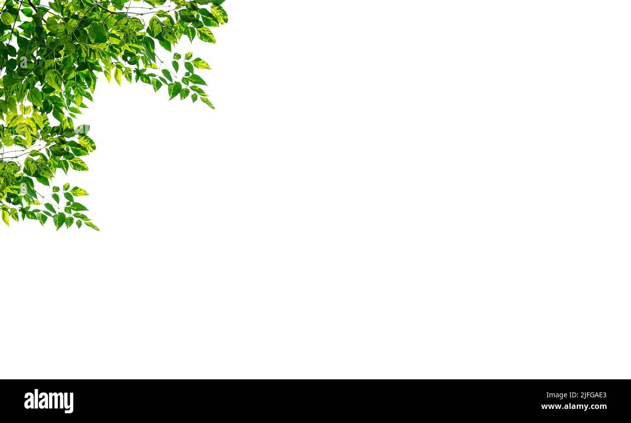 Green leaves frame isolated on white background. Copy space for design ...